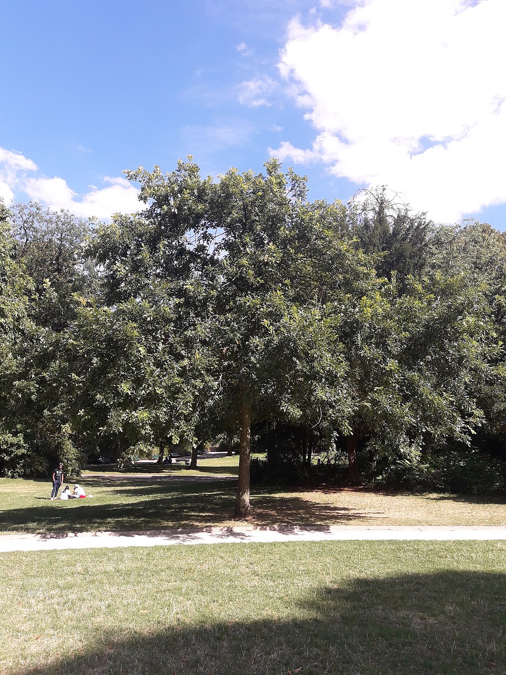 8 Best Trees for Parking Lots in Austin, TX and How to Choose