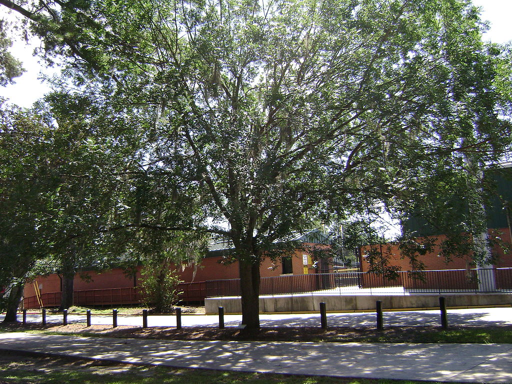 8 Best Trees for Parking Lots in Austin, TX and How to Choose